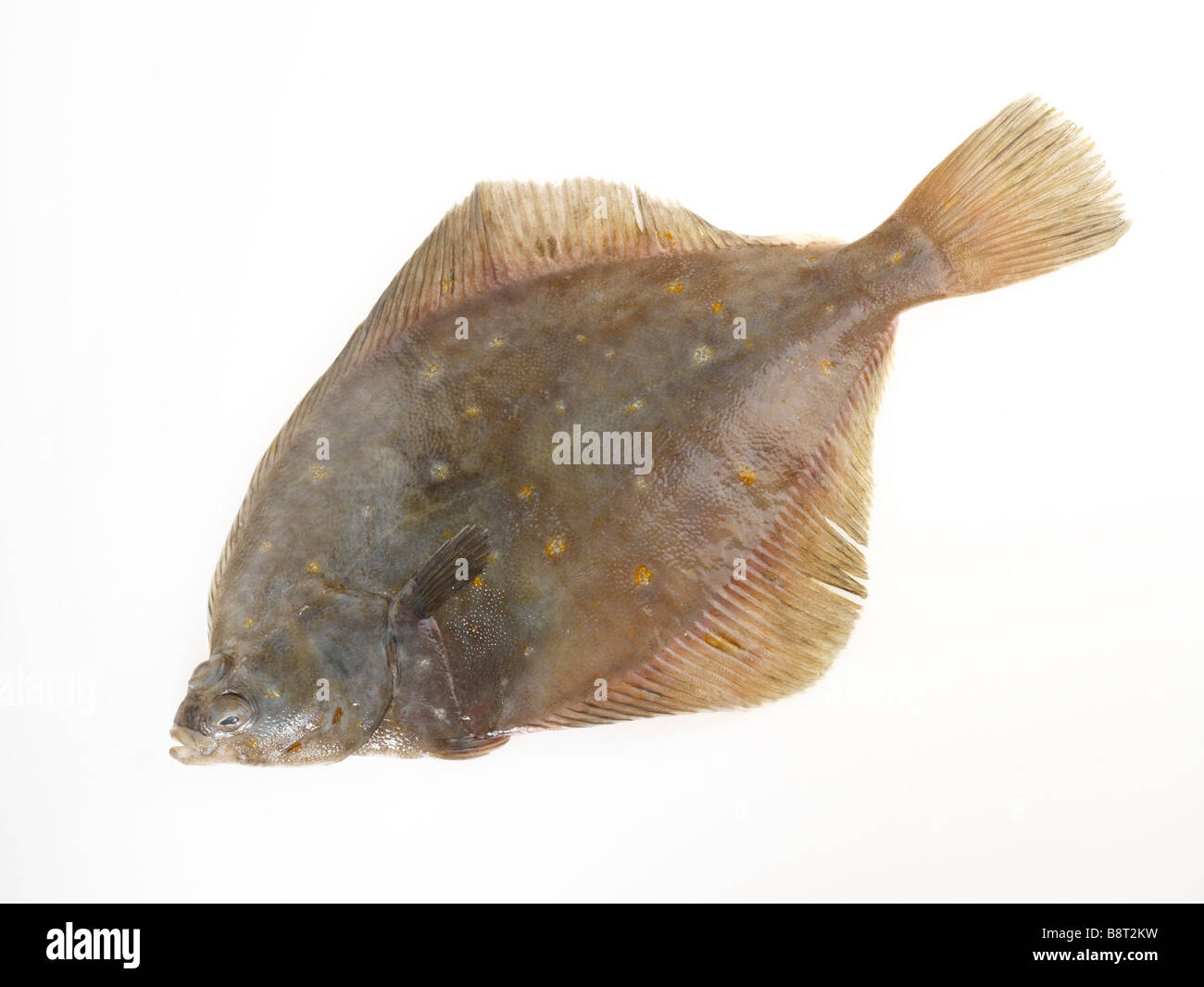 Dab fish hi-res stock photography and images - Alamy