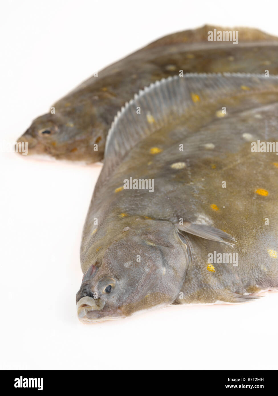2 Dab Fish Stock Photo - Alamy
