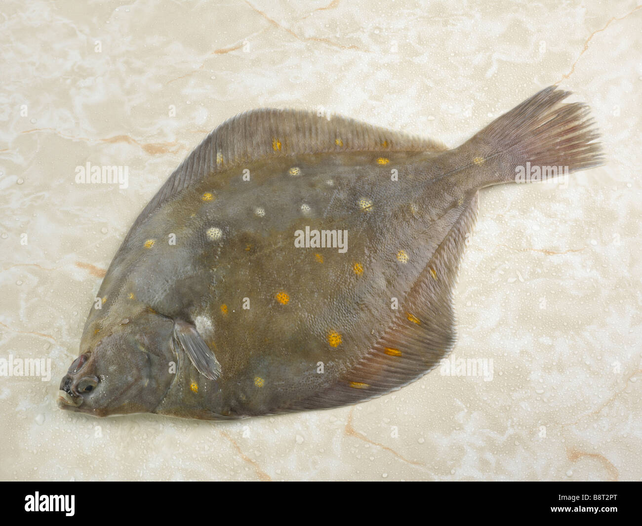 Fish hi-res stock photography and images - Alamy