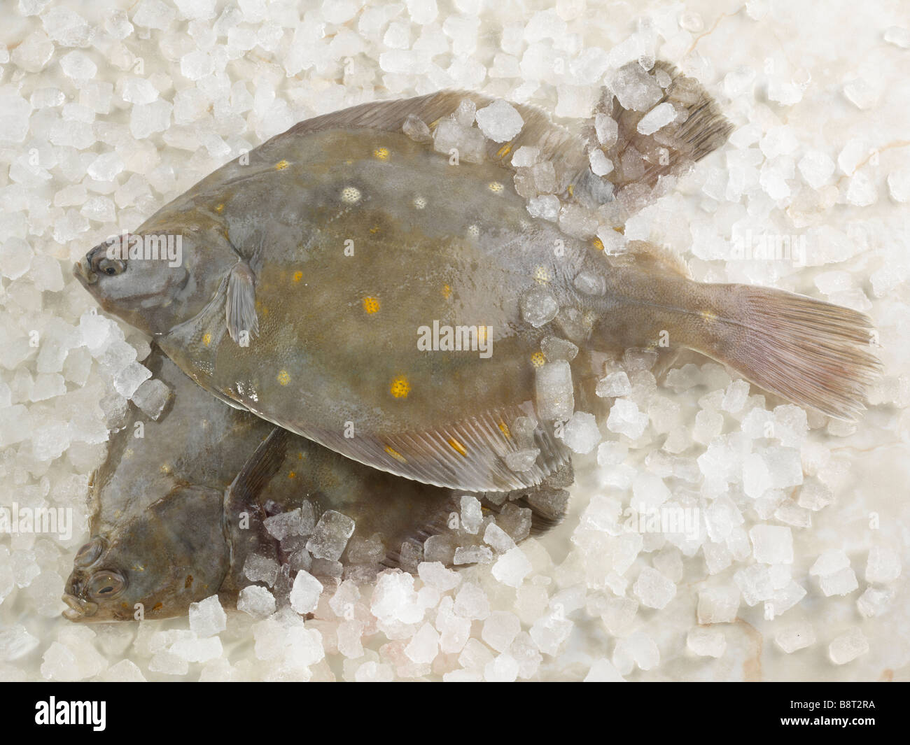 Dab whole hi-res stock photography and images - Alamy