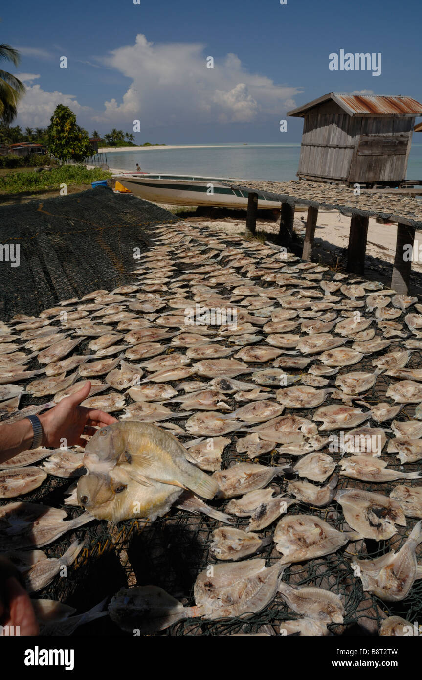 Hand holding a parrot fish drying in the sun Pulau Maiga Semporna Sulu ...