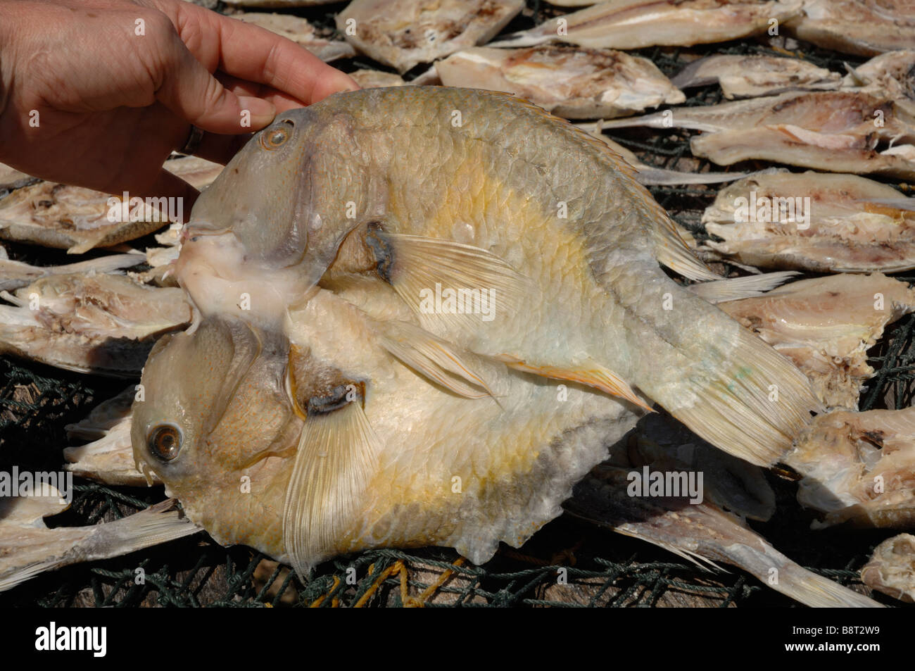 Hand holding a parrot fish drying in the sun Pulau Maiga Semporna Sulu ...