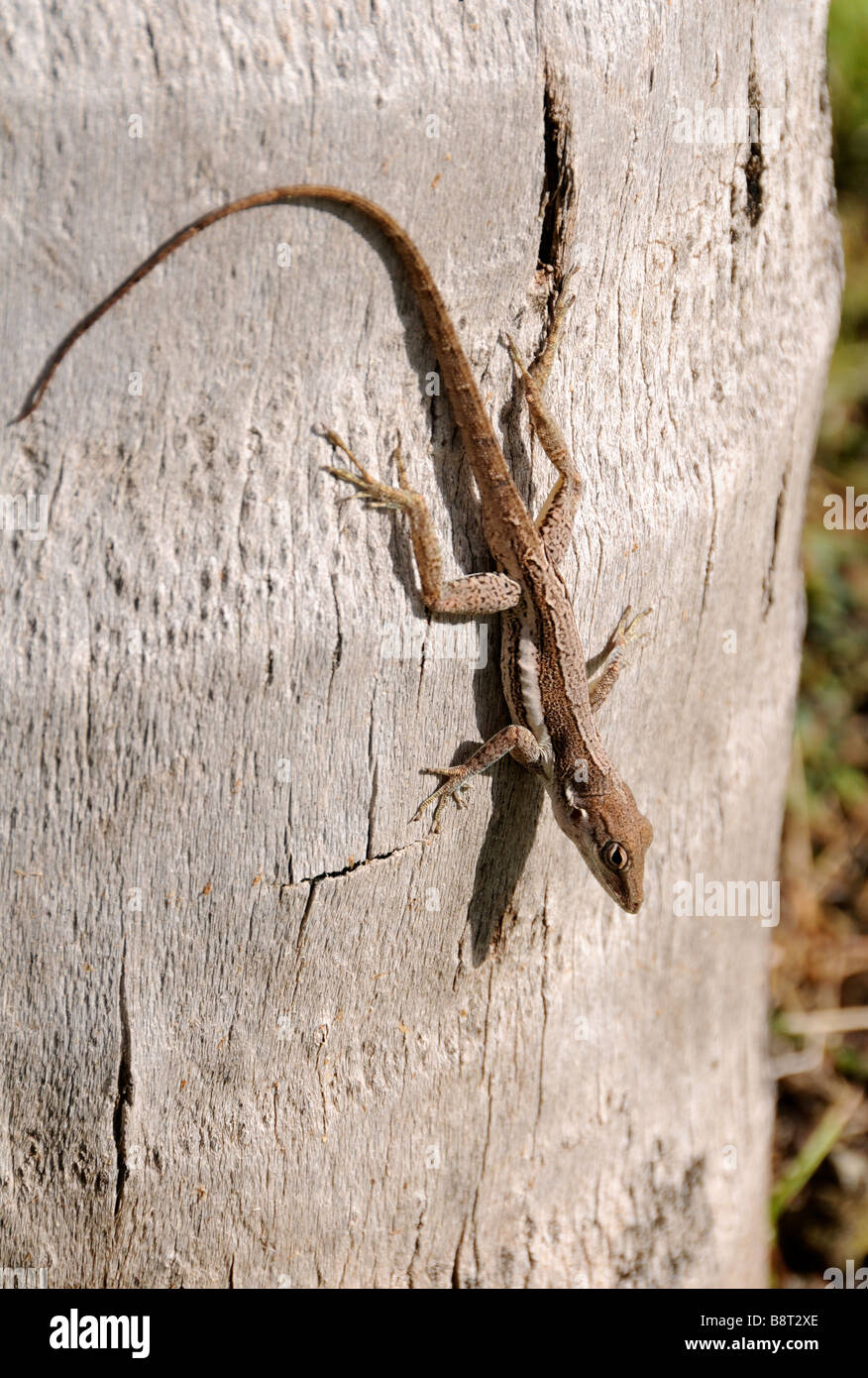 Palm tree lizard hi-res stock photography and images - Alamy