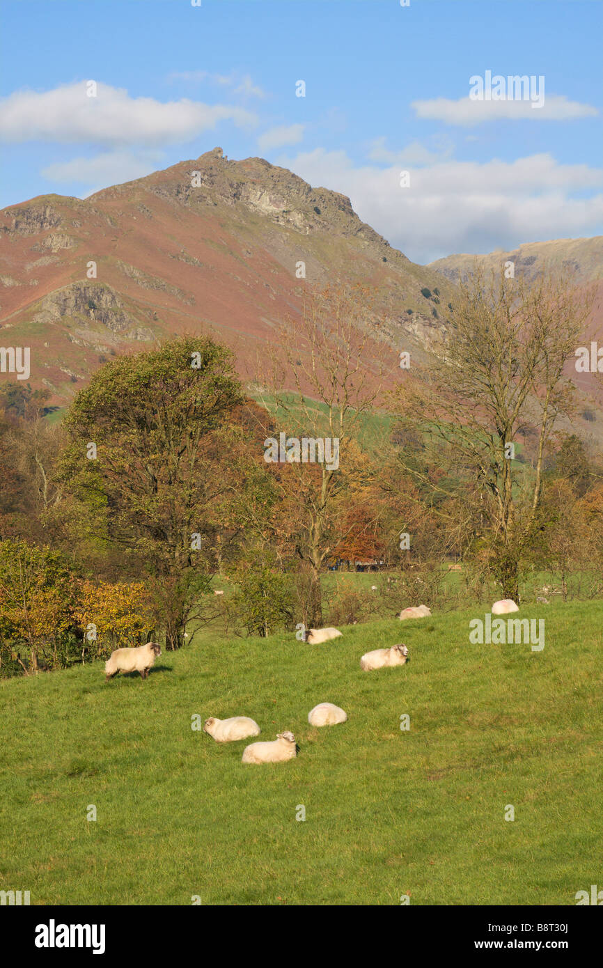 Field of sheep hi-res stock photography and images - Alamy