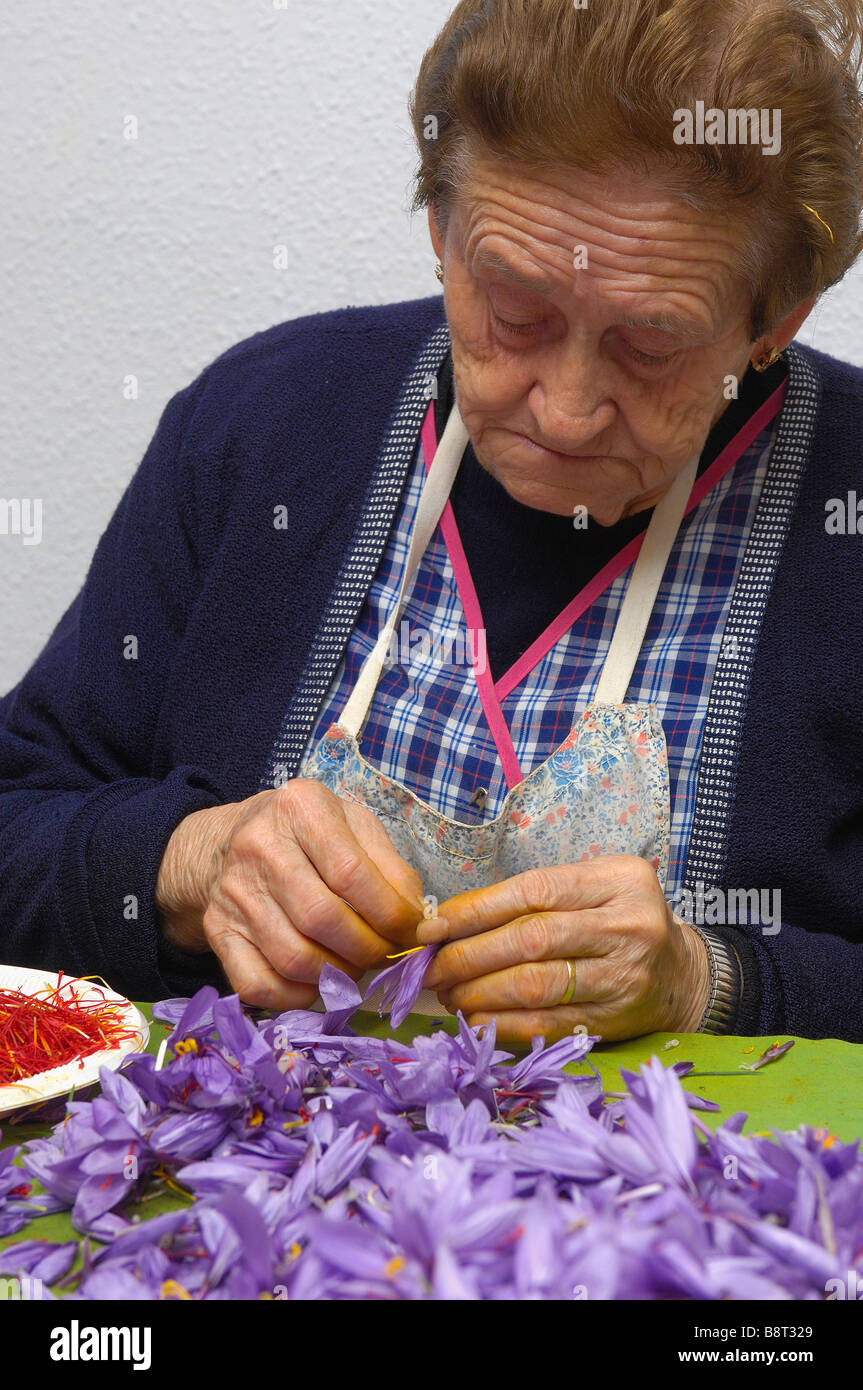 Extracting saffron flower stigmas at La Rosera saffron factory Motilla ...