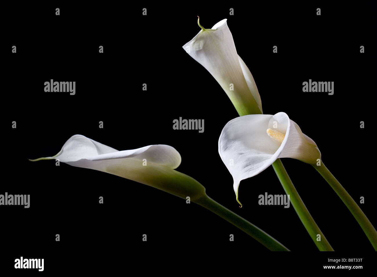 three calla lilies close up isolated on black background Stock Photo ...