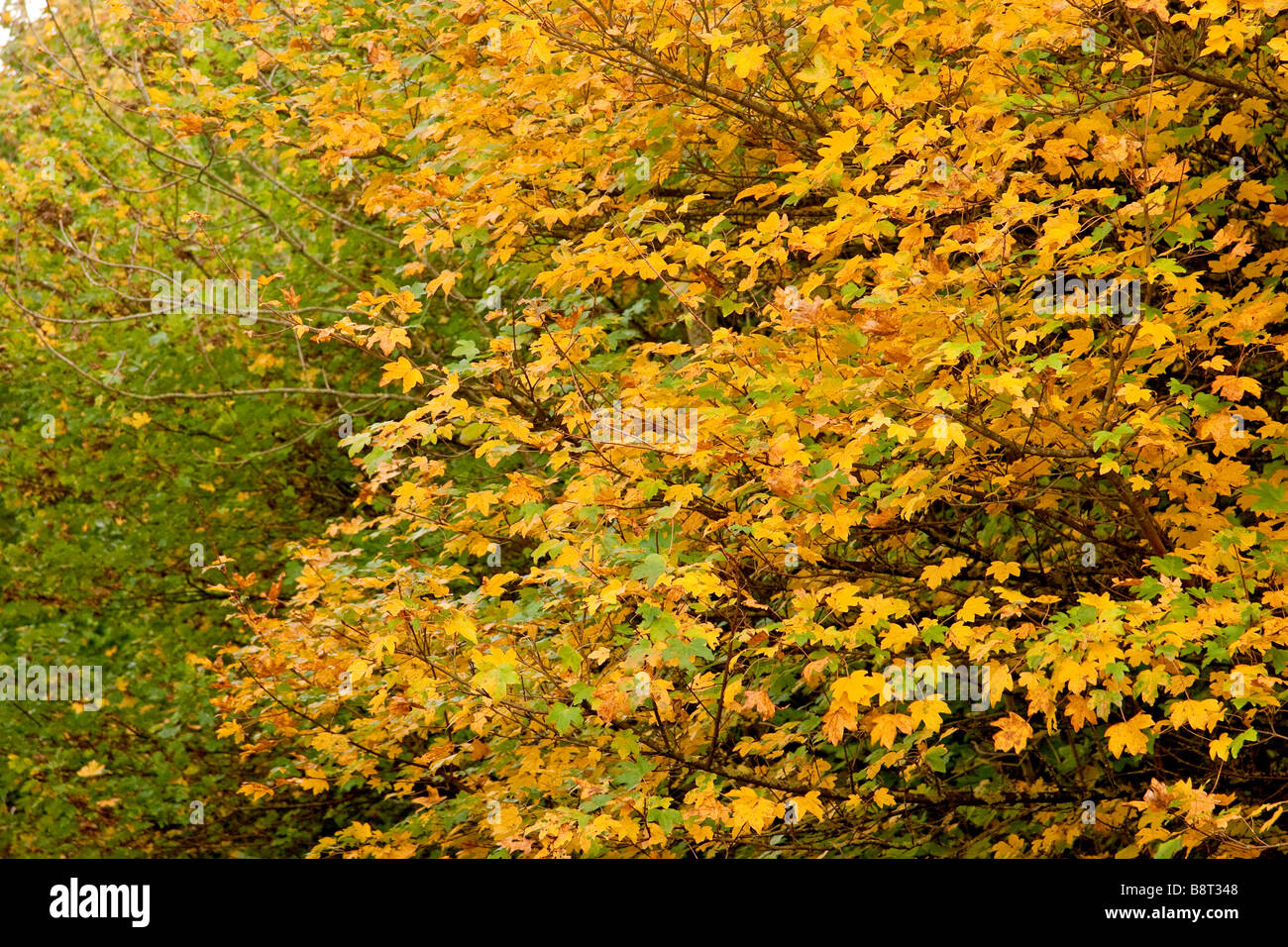 Golden sycamore leaf hi-res stock photography and images - Alamy