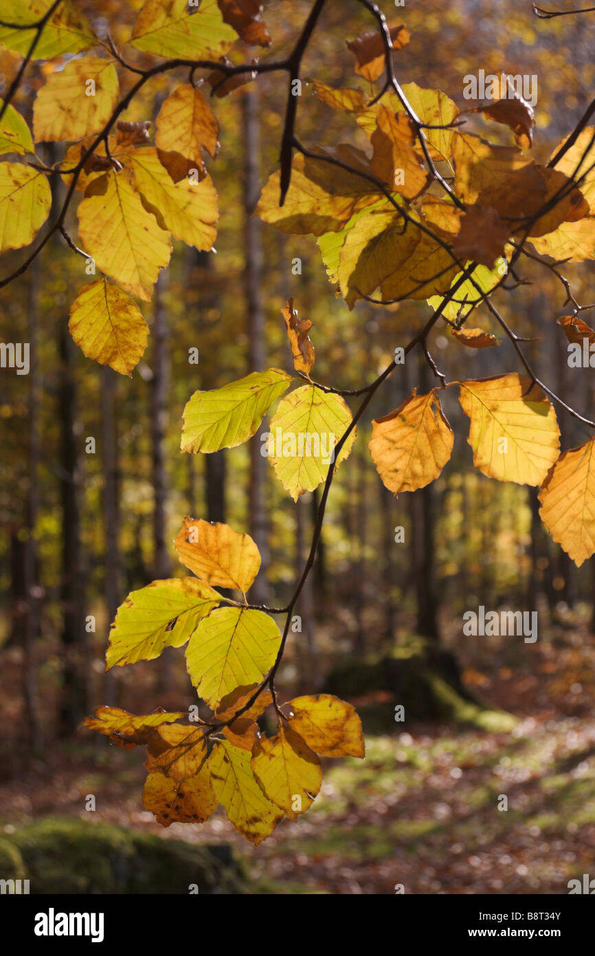 Beech tree branches with coloured autumn leaves and woodland beyond ...