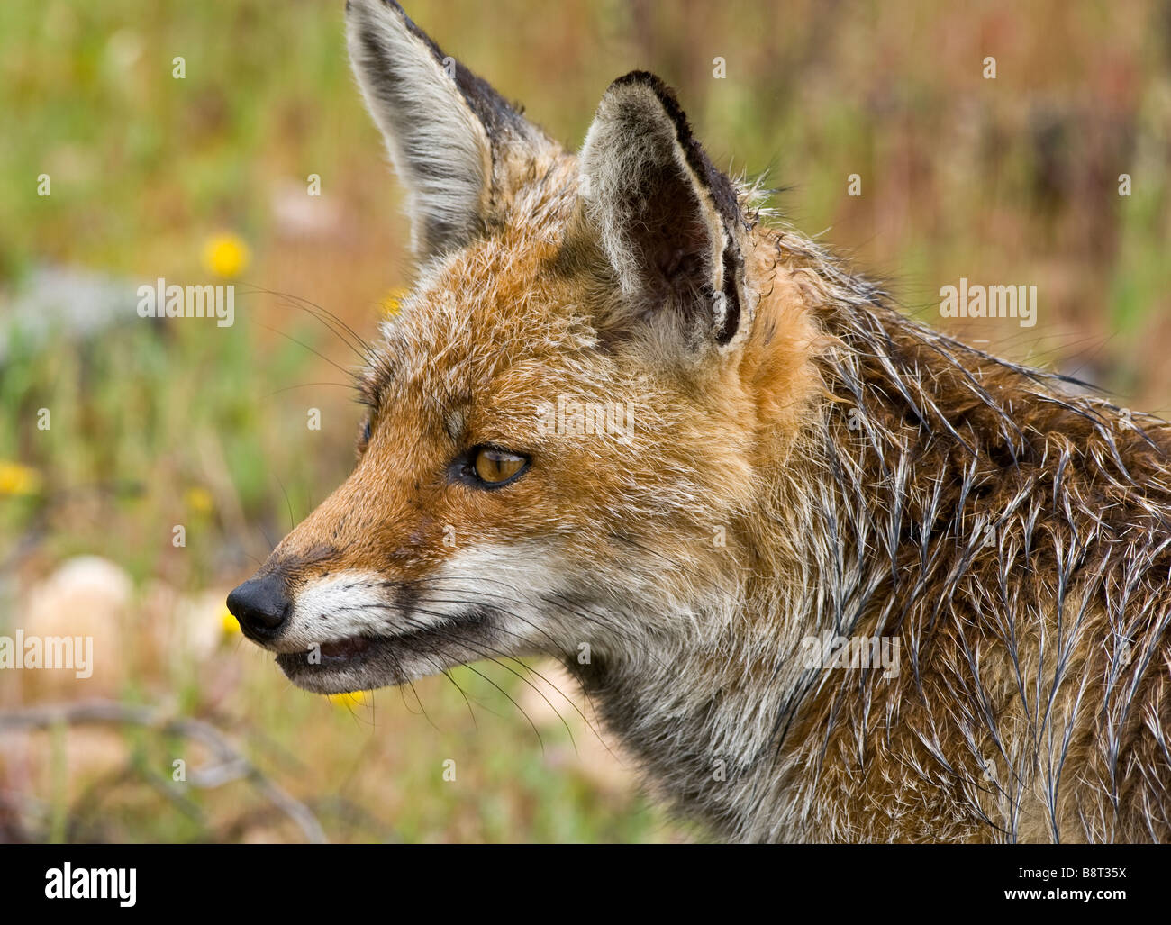 Red Fox in profile summer Stock Photo - Alamy