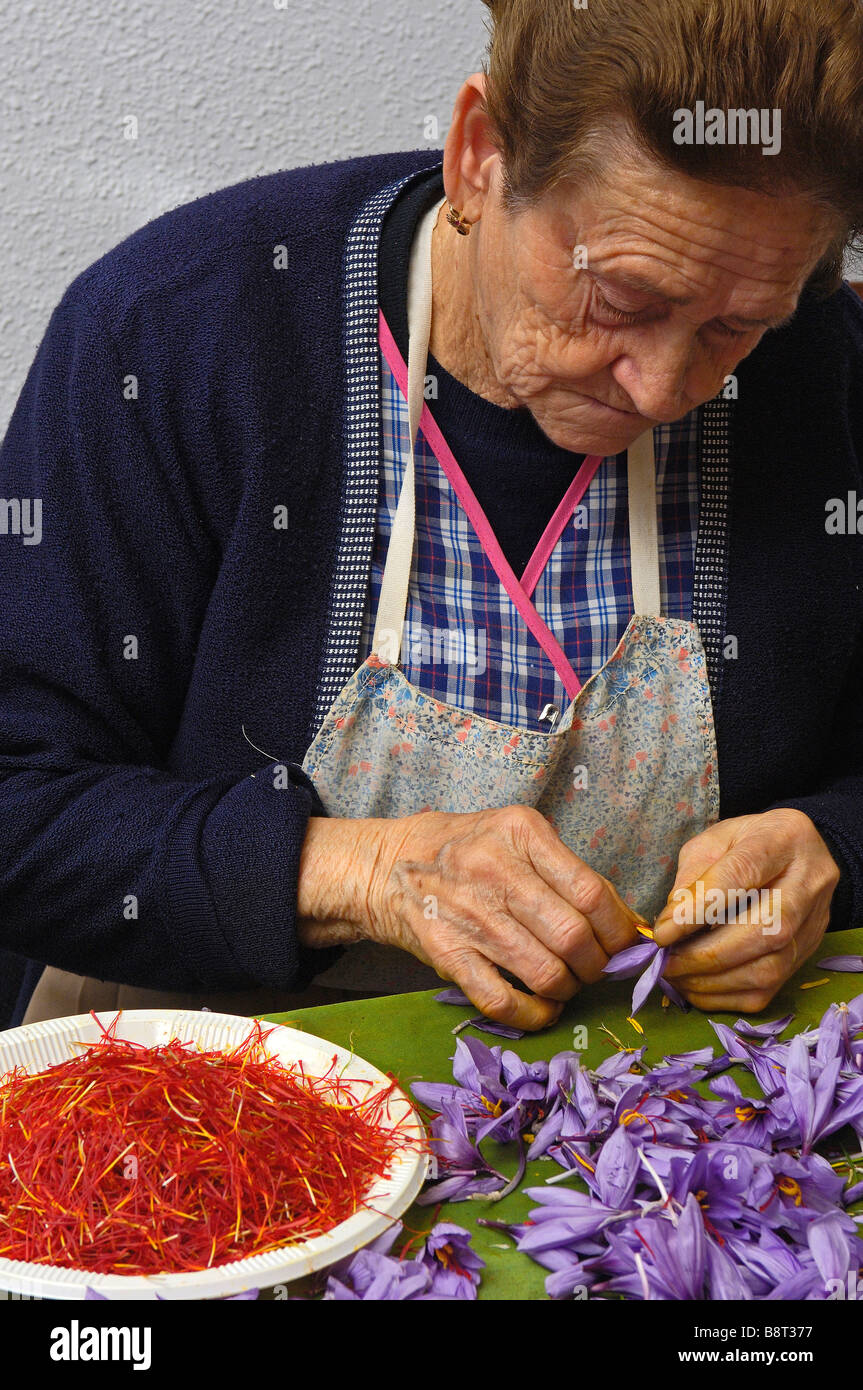 Extracting saffron flower stigmas at La Rosera saffron factory Motilla ...