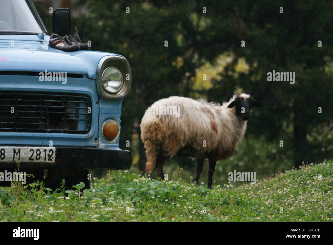 sheep in the rain next to a blue truck with trainers on the hood Stock ...