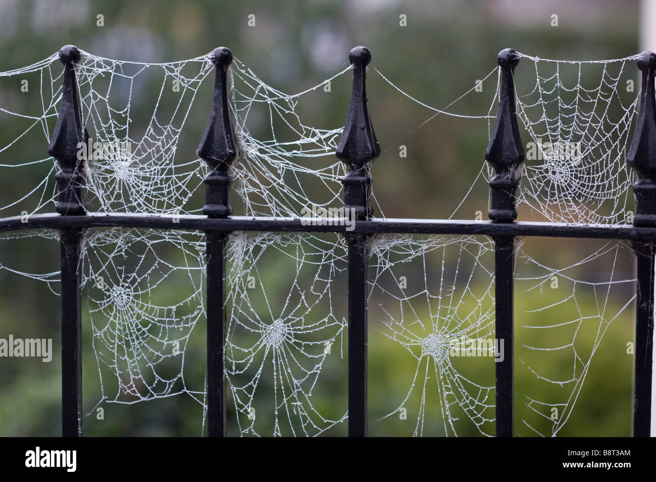 Cobwebs hi-res stock photography and images - Alamy