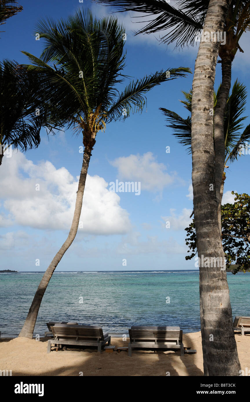 Sun beds in the shade of palm trees on the beach Stock Photo - Alamy