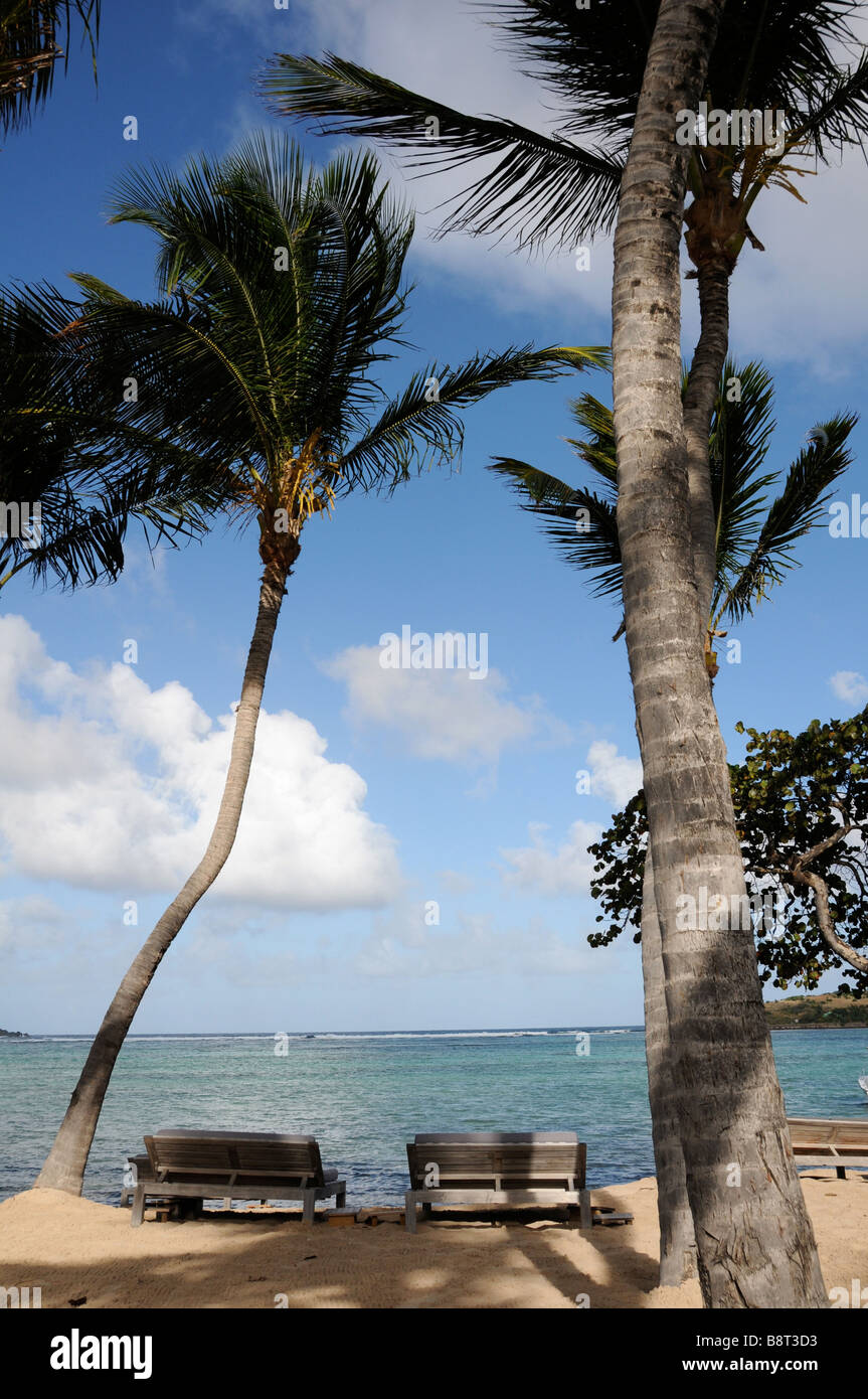 Plam trees beach hi-res stock photography and images - Alamy