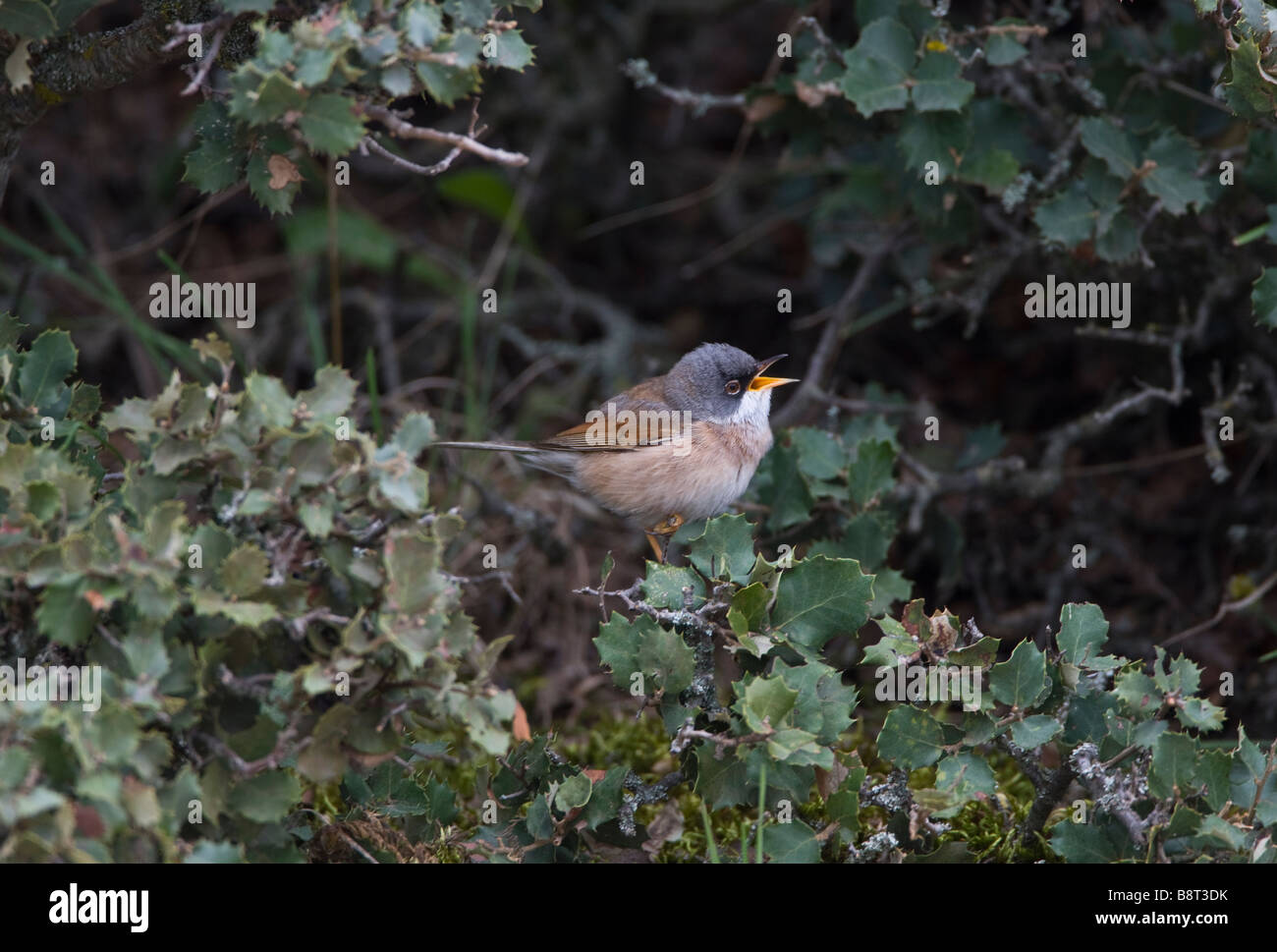 Adult male Spectacled Warbler in Ronda Spain Stock Photo - Alamy