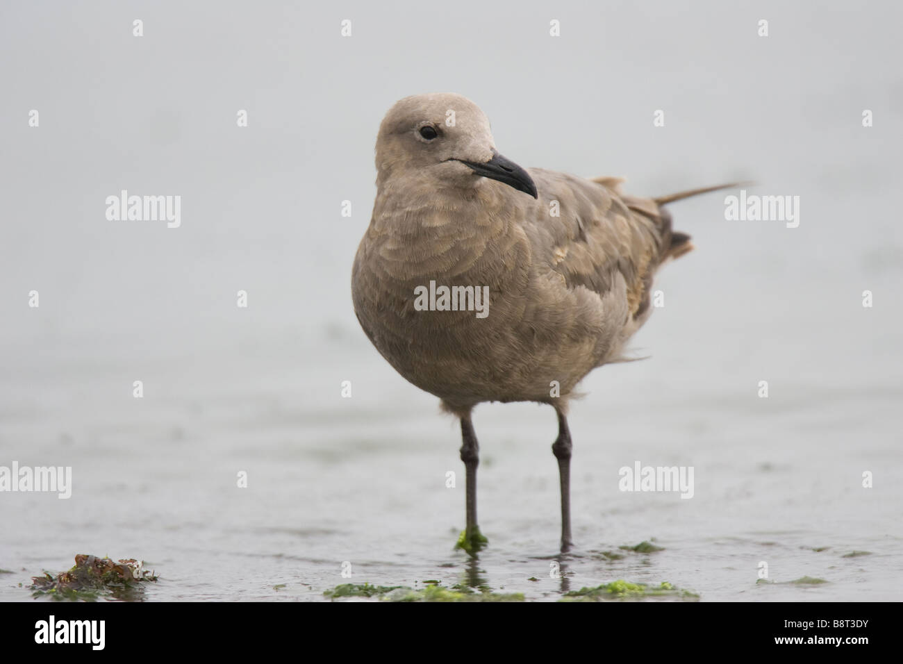 Immature Grey Gull standing in shallow water Stock Photo - Alamy