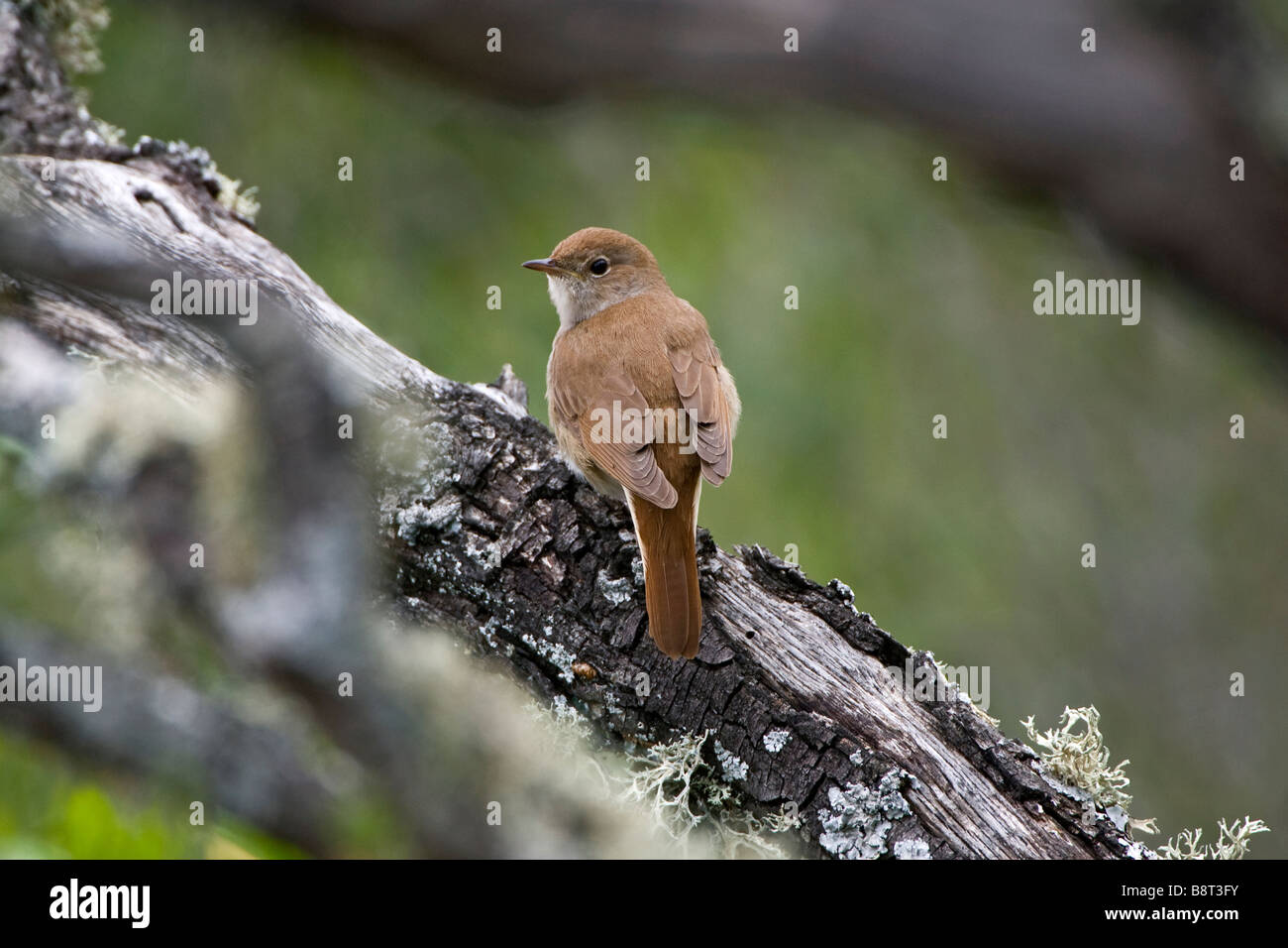 Nightingale Luscinia megarhynchos in song songbird Stock Photo - Alamy