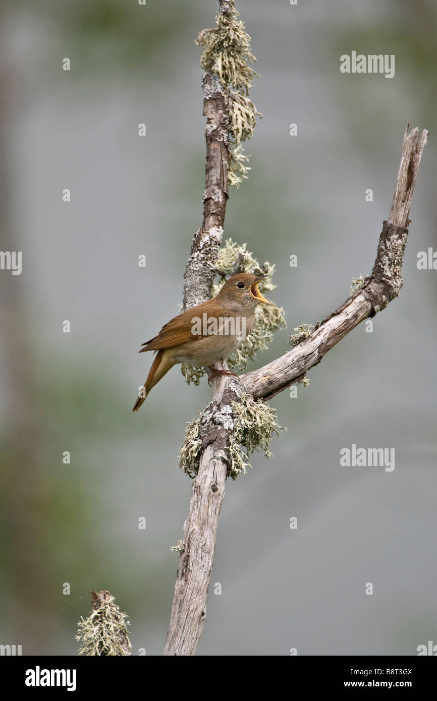 Singing nightingale britain hi-res stock photography and images - Alamy