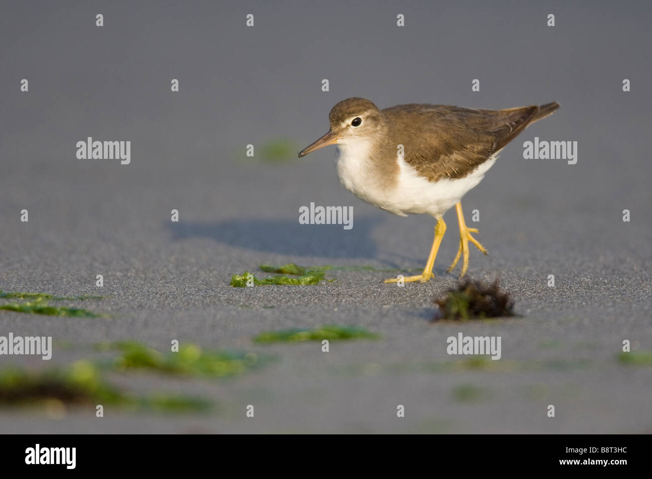 Spotted Sandpiper (Actitis macularia) walking on the beach Stock Photo ...