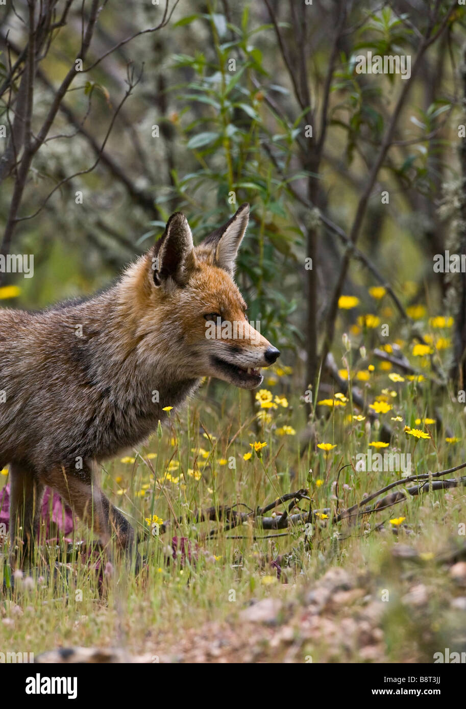 Red Fox summer Stock Photo - Alamy