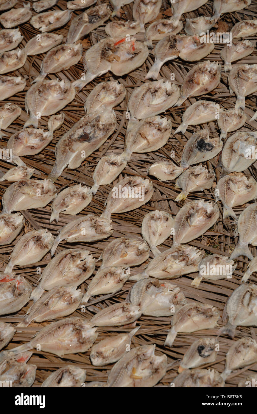 Fish laid out dry pulau hi-res stock photography and images - Alamy