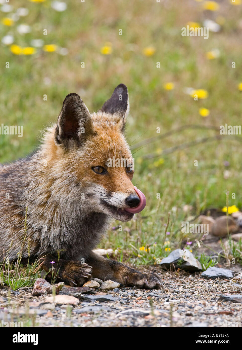 Red Fox resting summer Stock Photo - Alamy
