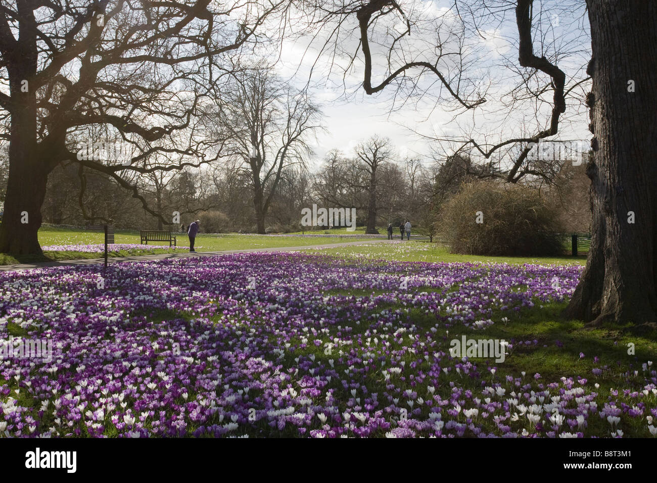 Crocus Field High Resolution Stock Photography and Images - Alamy