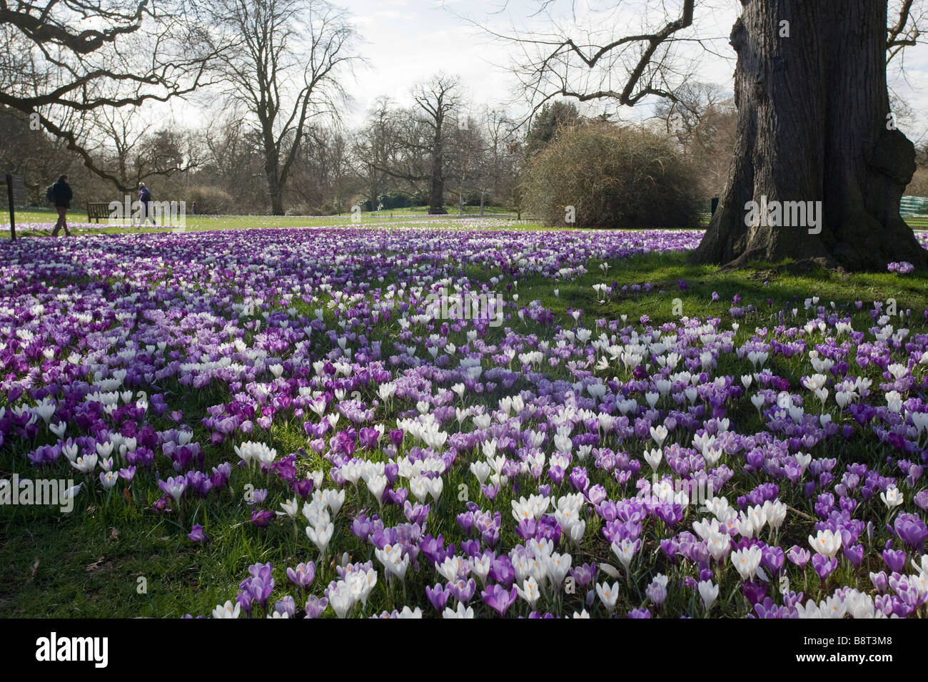 Crocus field at Royal Botanic Gardens Kew Richmond Surrey England GB UK ...