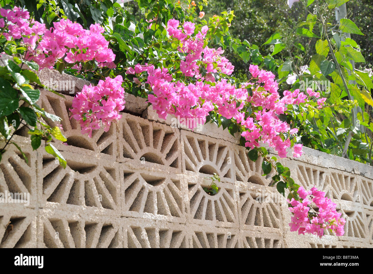 Caribbean flowers hi-res stock photography and images - Alamy