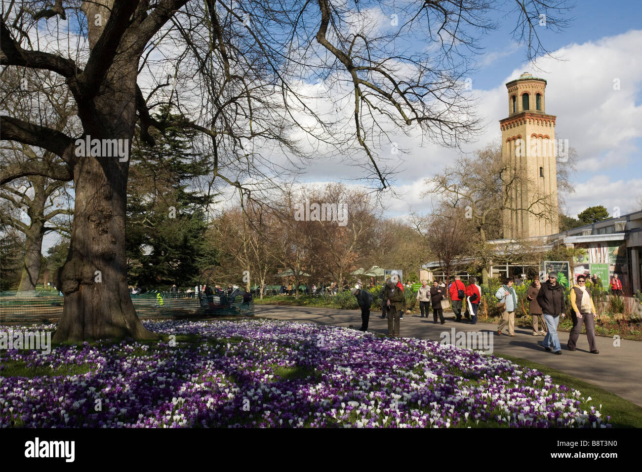 Crocus field at Royal Botanic Gardens Kew Richmond Surrey England GB UK ...