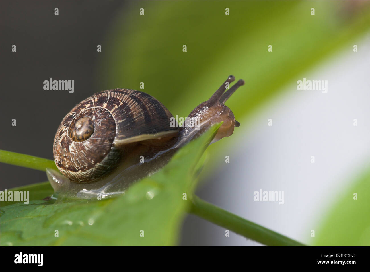 Uk snails garden hi-res stock photography and images - Alamy