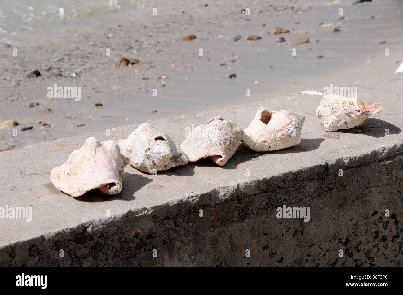 Lined with shells hi-res stock photography and images - Alamy