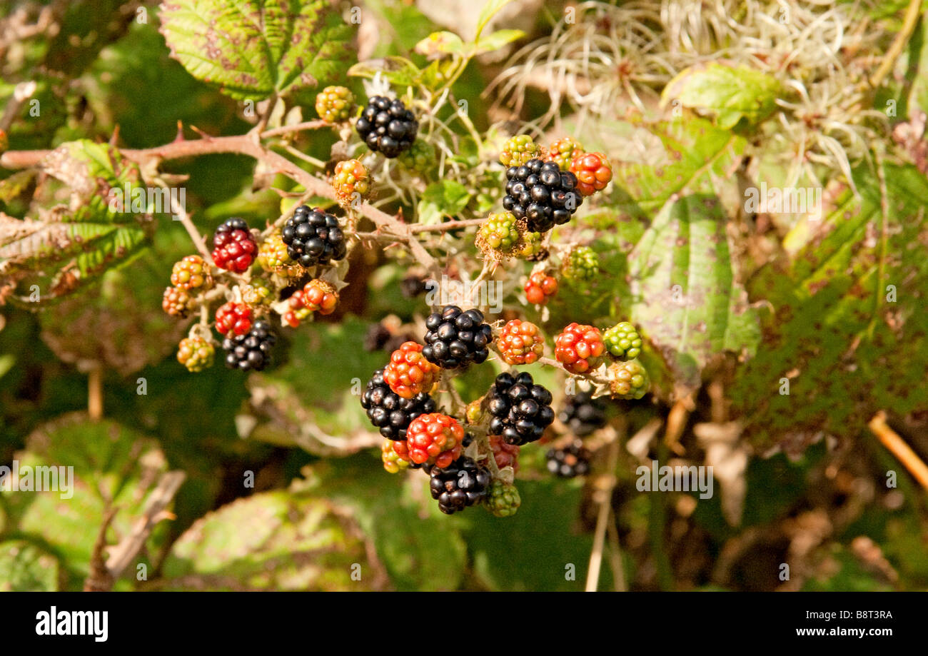 Bramble plant hi-res stock photography and images - Alamy
