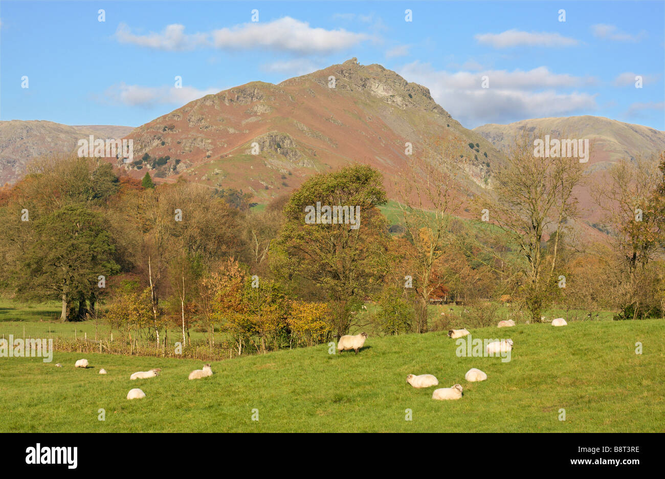 Field of sheep hi-res stock photography and images - Alamy