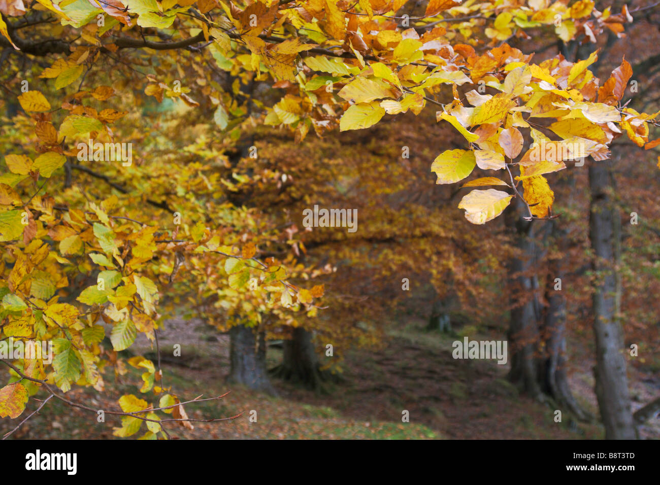 Beech tree trees hi-res stock photography and images - Alamy
