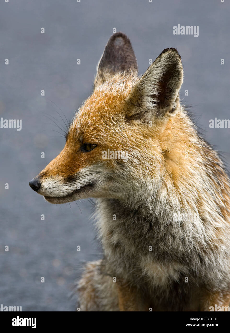 Red Fox in side profile Stock Photo - Alamy