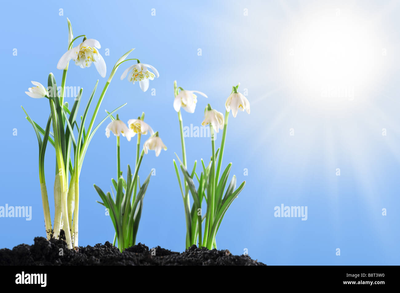 Snowdrops rising from the earth under the sun shining on clear blue sky ...