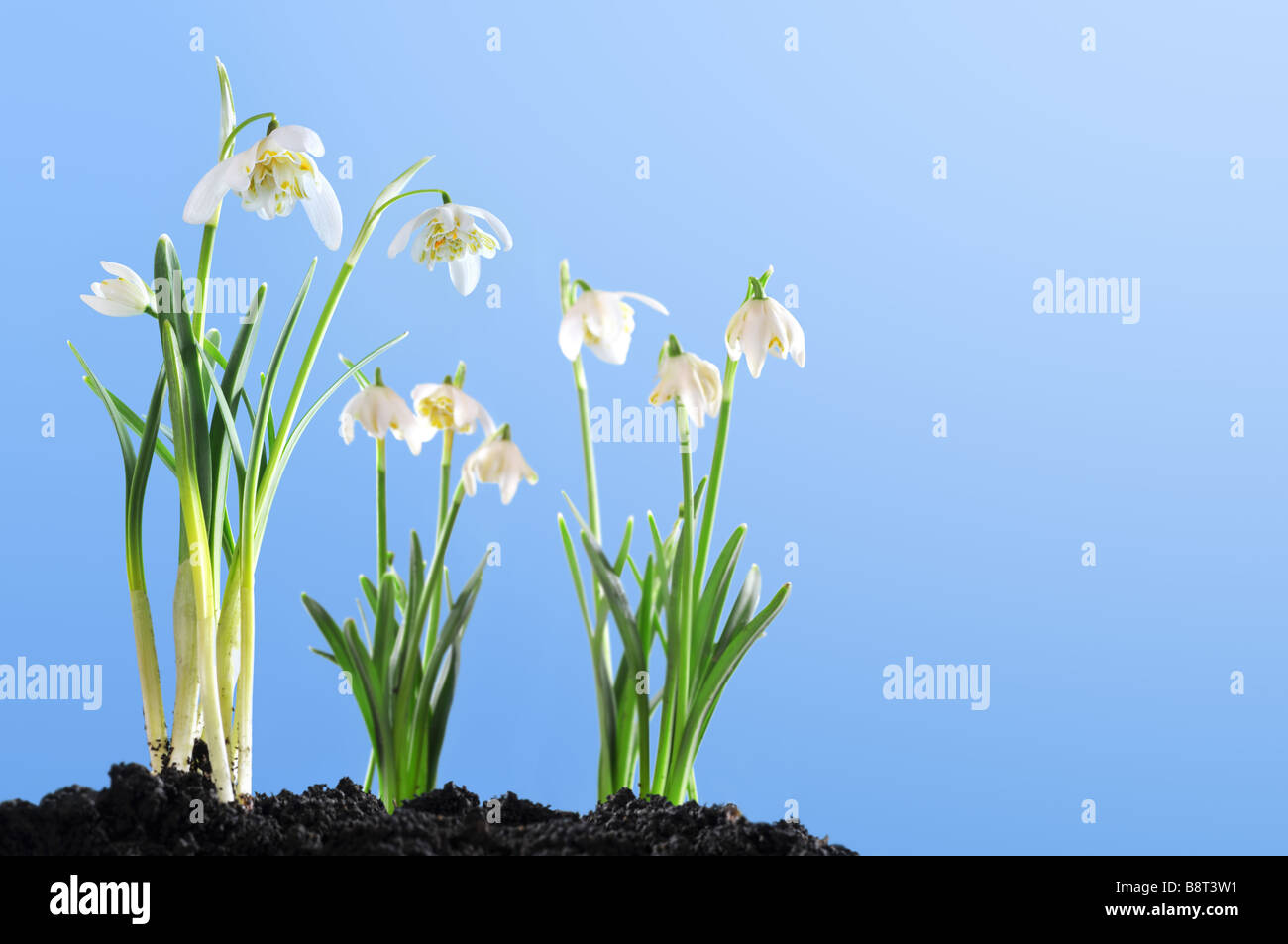 Snowdrops rising from the earth under the clear blue sky Stock Photo ...