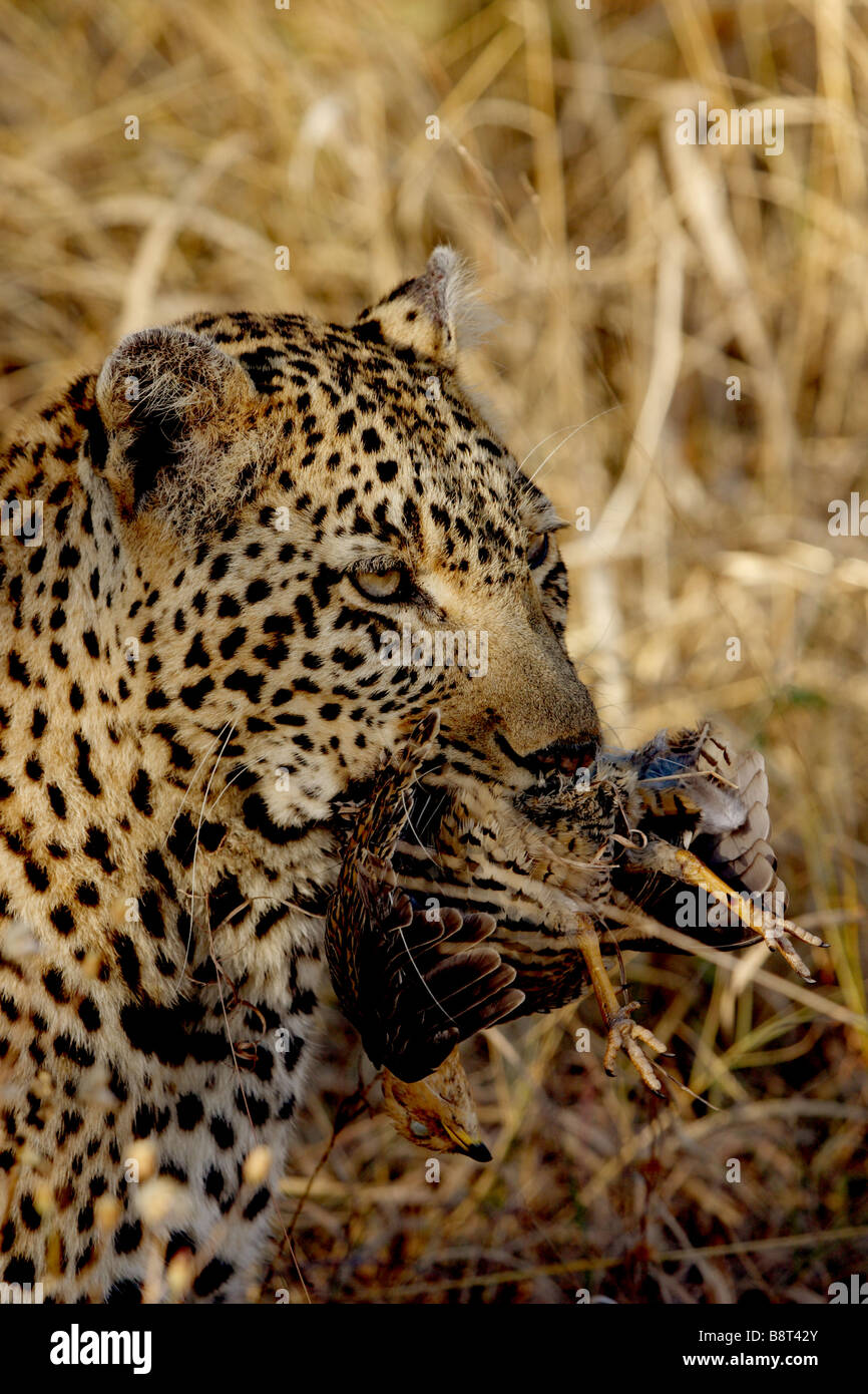 Leopard eating bird hi-res stock photography and images - Alamy