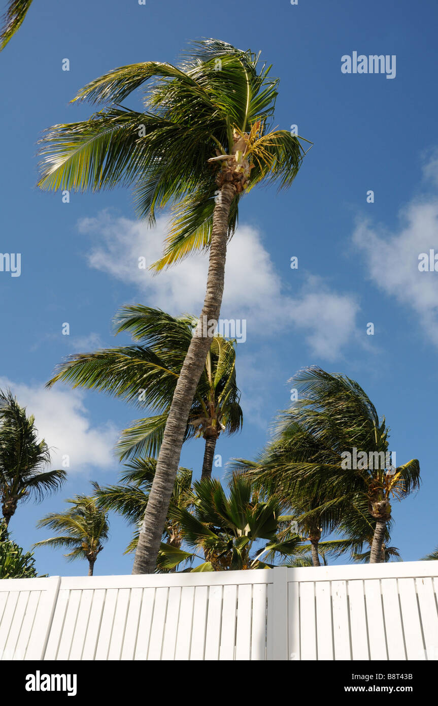 Palm trees blowing in the wind Stock Photo - Alamy