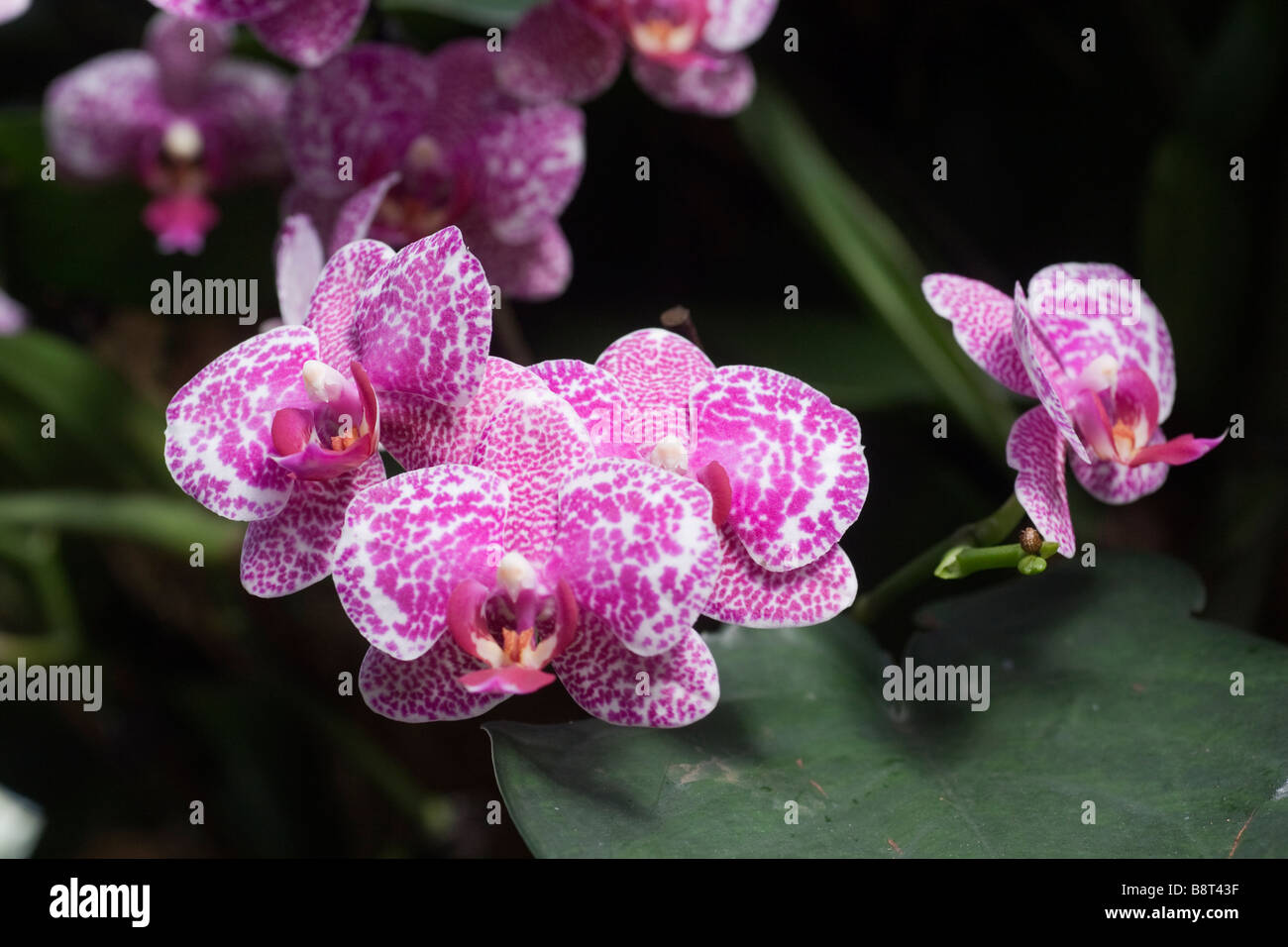 Phalaenopsis Moth Orchid Stock Photo - Alamy