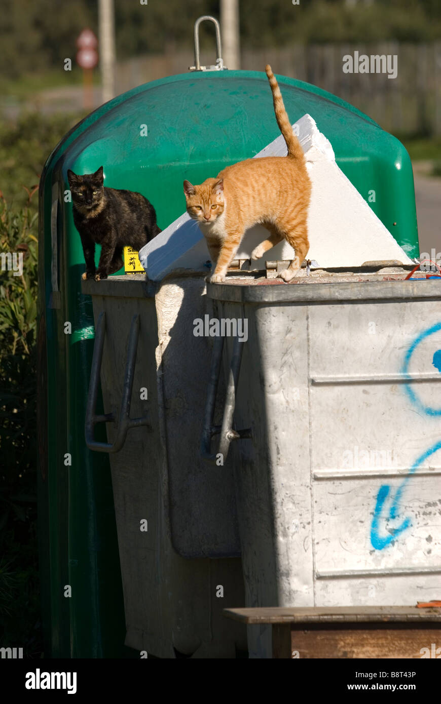 Cats domestic hi-res stock photography and images - Alamy