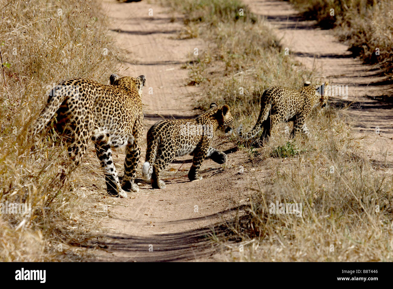 Family of leopards crossing a track Stock Photo - Alamy