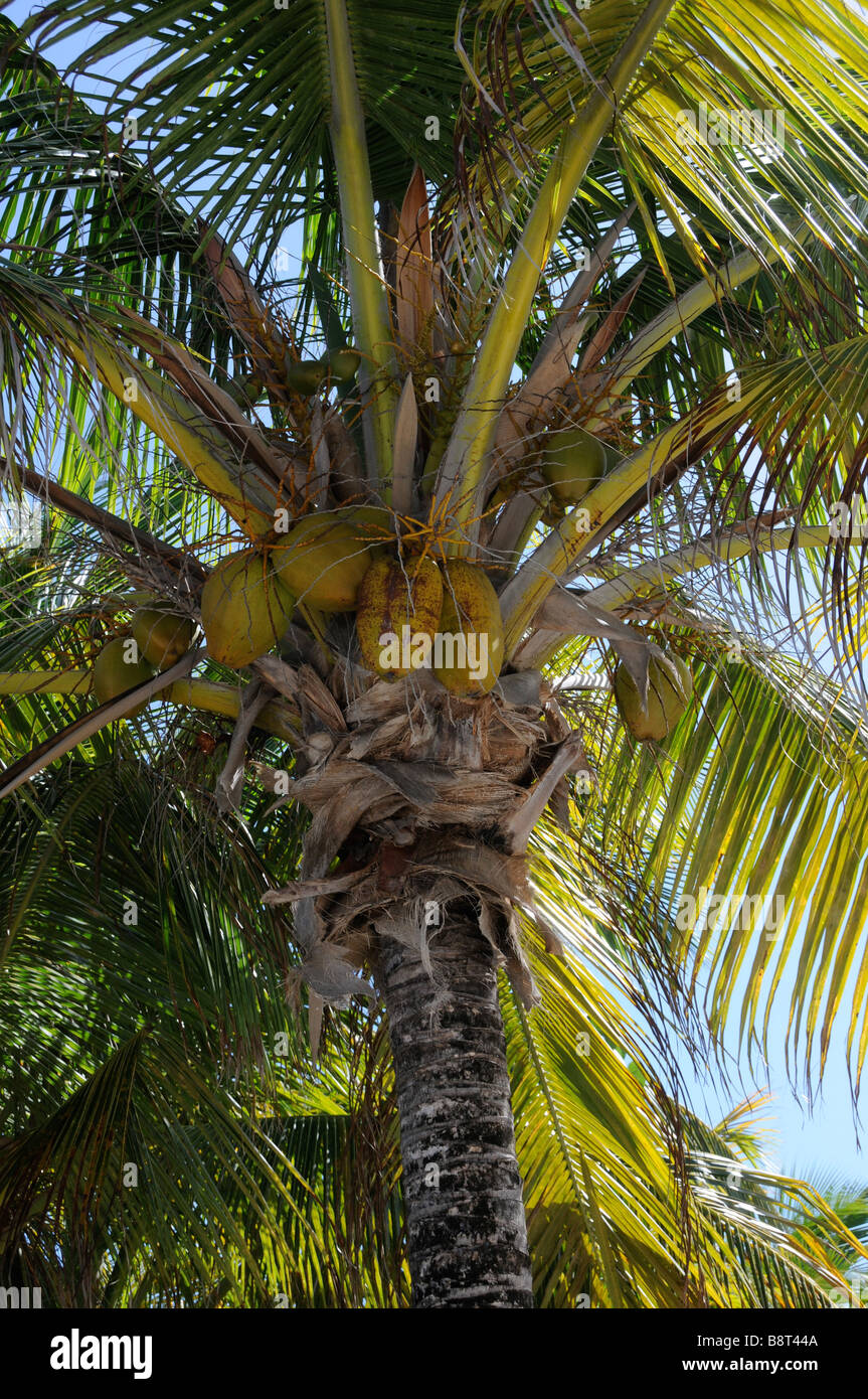 Coconuts tree hi-res stock photography and images - Alamy