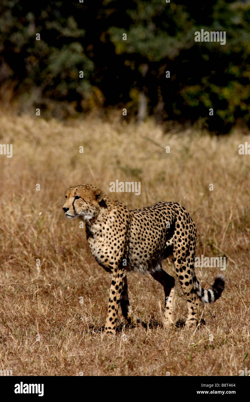 Male cheetah hunting (wild Stock Photo - Alamy