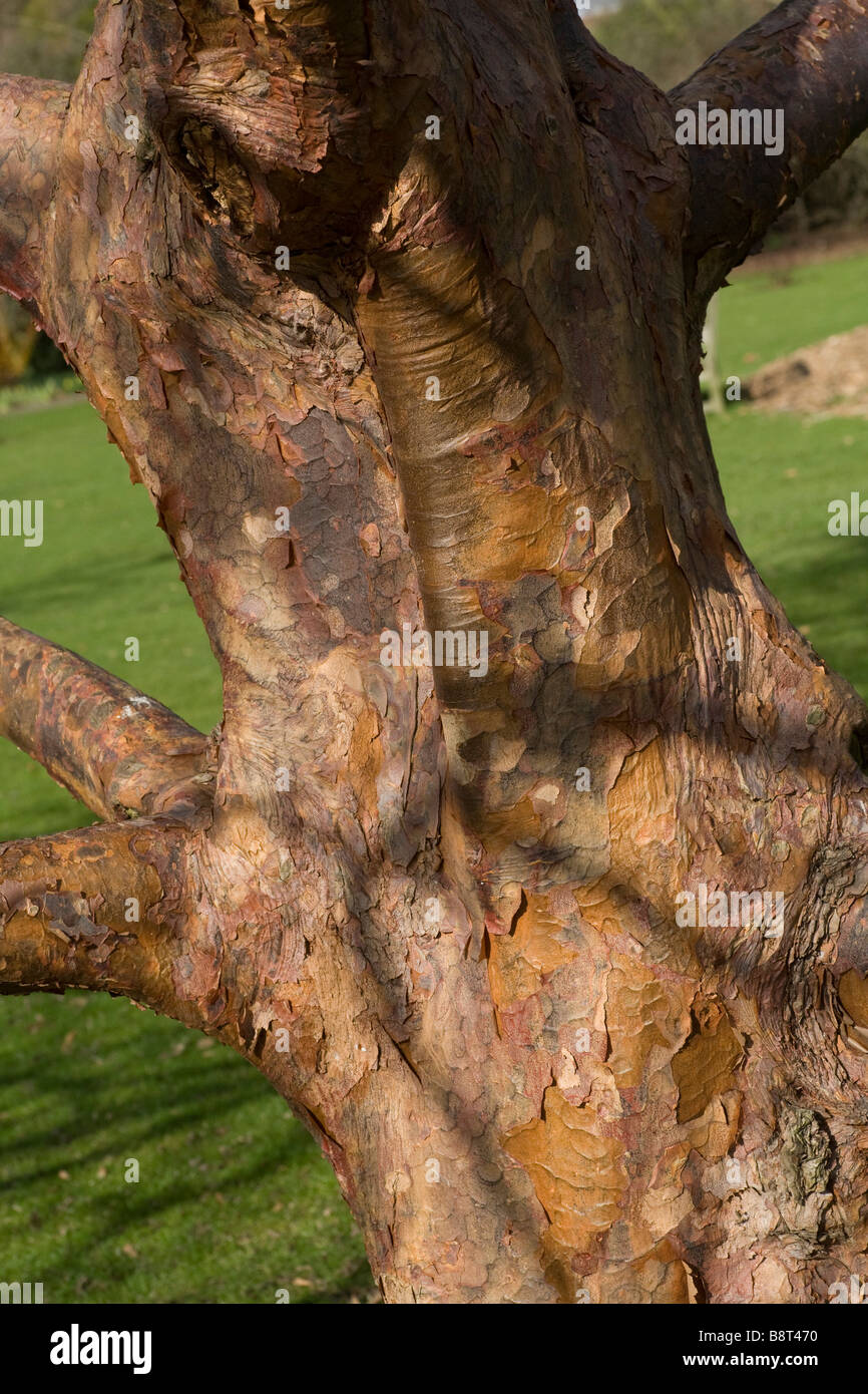 Paper bark hi-res stock photography and images - Alamy