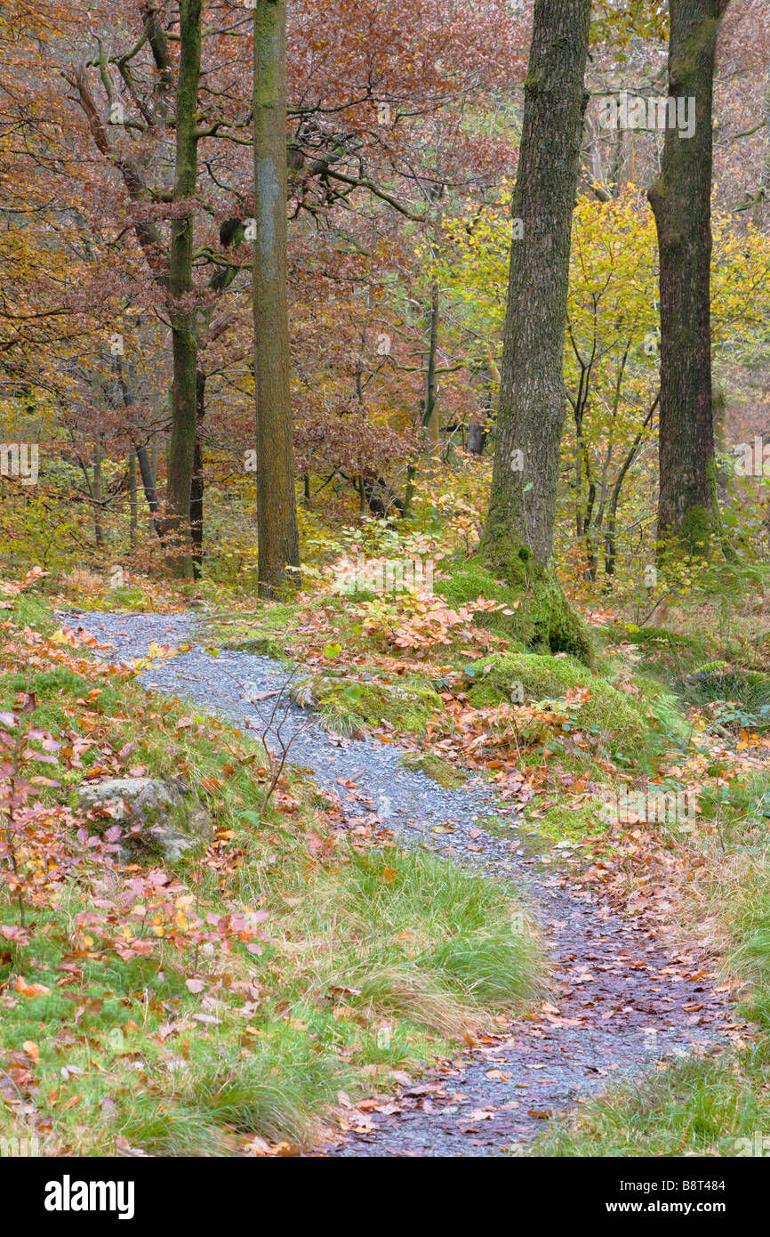 Footpath through beech trees hi-res stock photography and images - Alamy