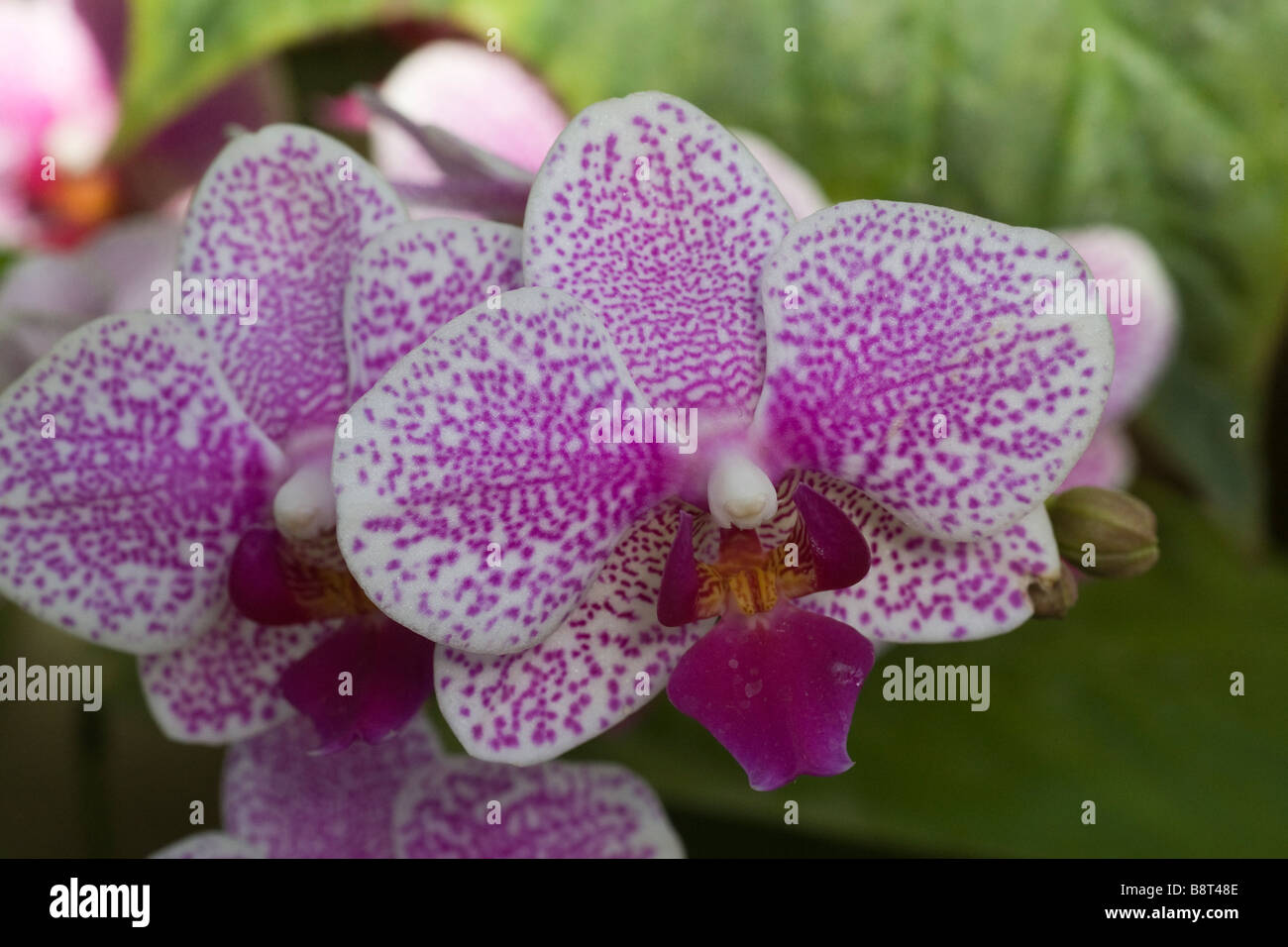 Phalaenopsis Moth Orchid Stock Photo - Alamy