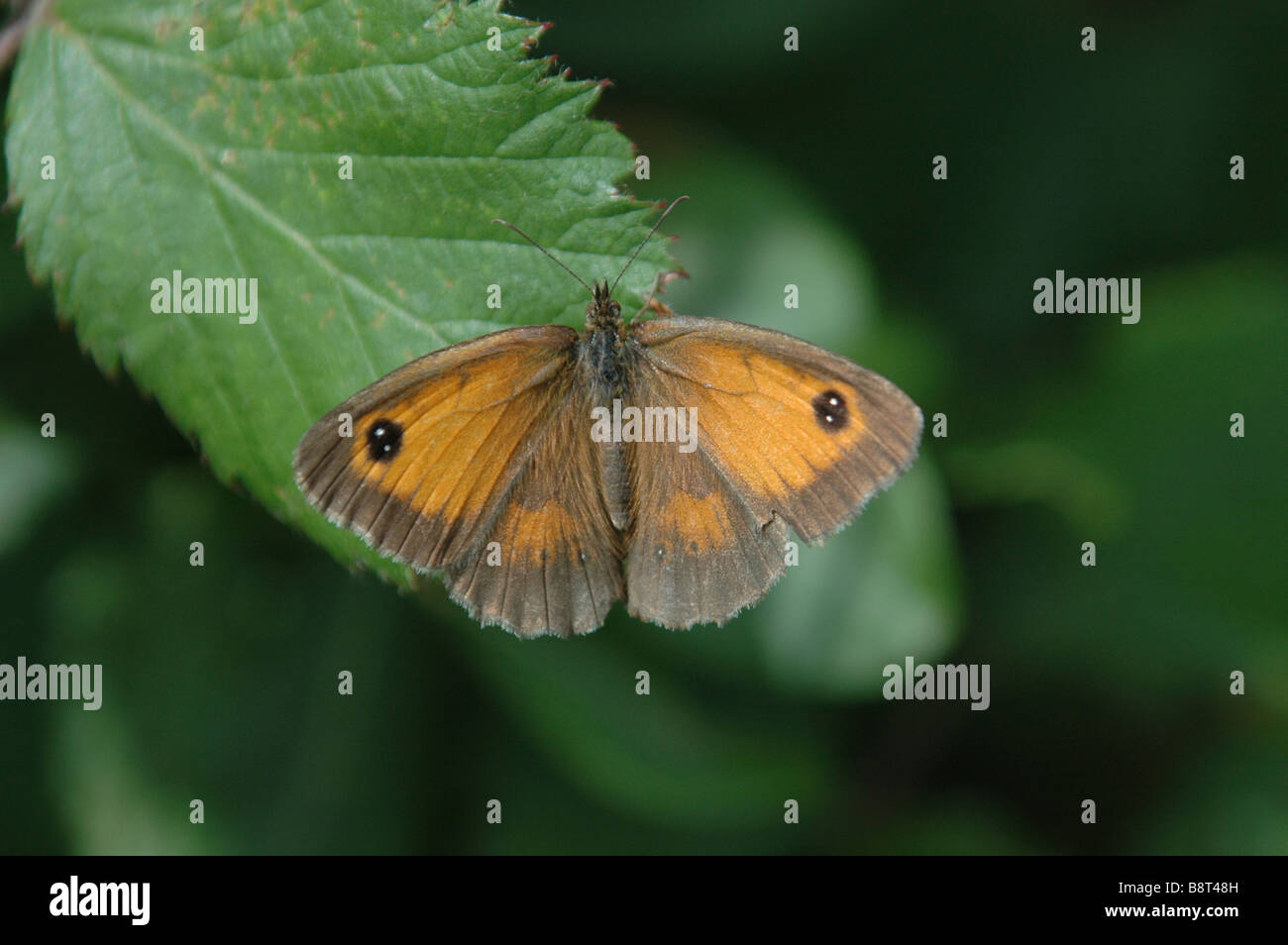 Meadow Brown butterfly Stock Photo - Alamy