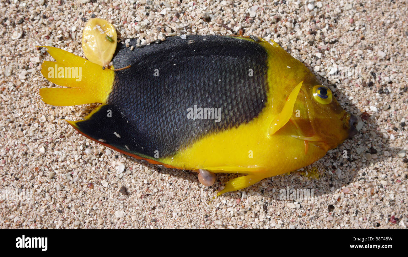 Caribbean fish washed up on the shore Stock Photo - Alamy